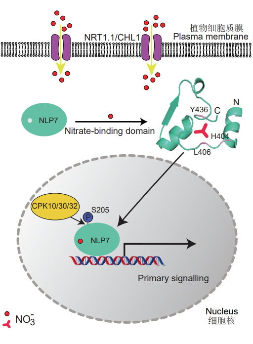 我国科学家团队主导研究发现调节植物生长的氮营养信号“开关” - 新华网客户端