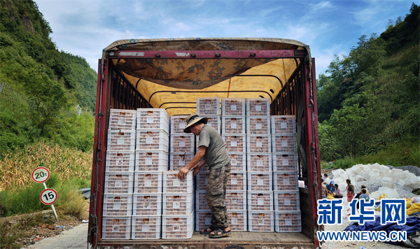 六盘水红心猕猴桃丰产 “三统一”模式助农增收 - 新华网客户端